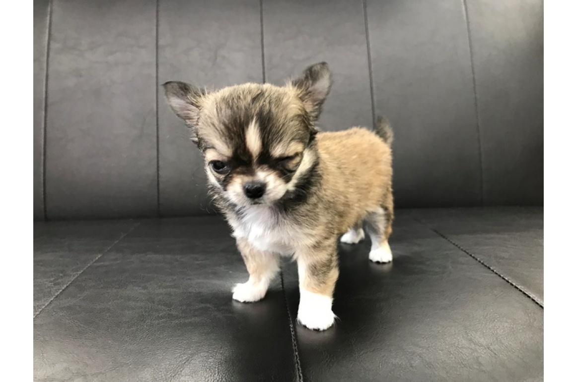 ココちゃんになりました | PET DESIGN 赤坂けやき通り店 ココちゃんになりました | PET DESIGN 赤坂けやき通り店